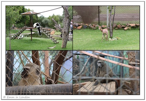 Emerald Resort: Animal World | Emm in London